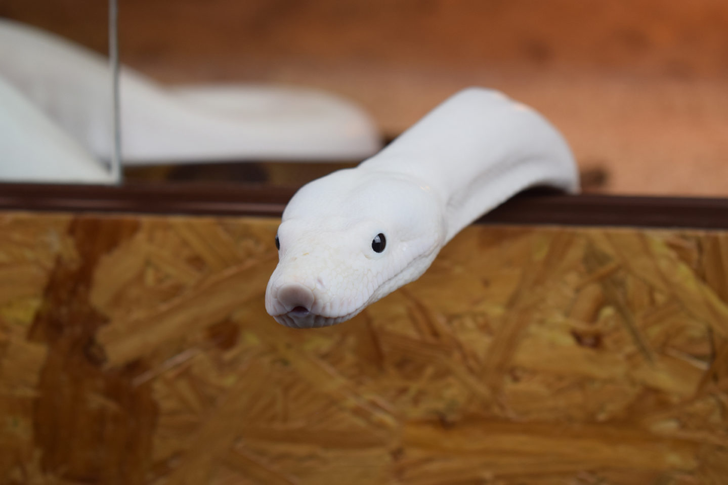 Boa morphs – imperatormorphs