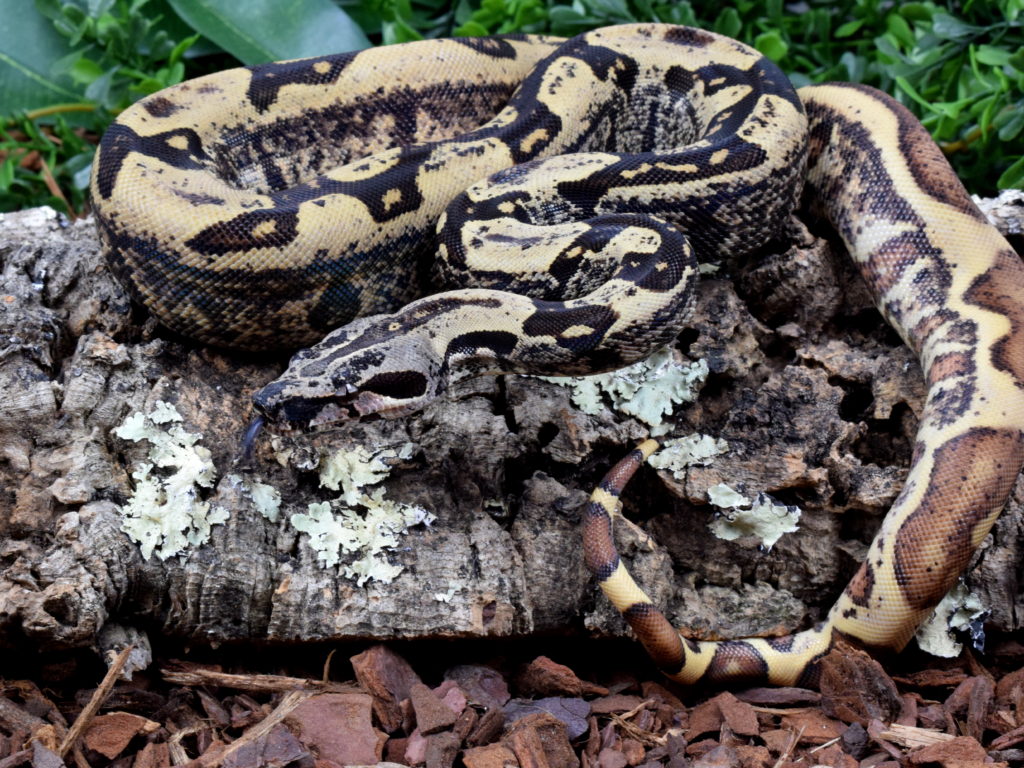 Tim Eisel – imperatormorphs