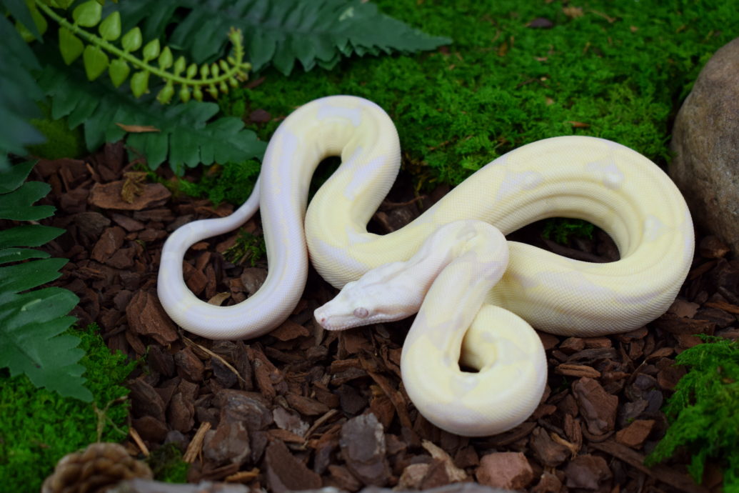 Hypo / Salmon – imperatormorphs