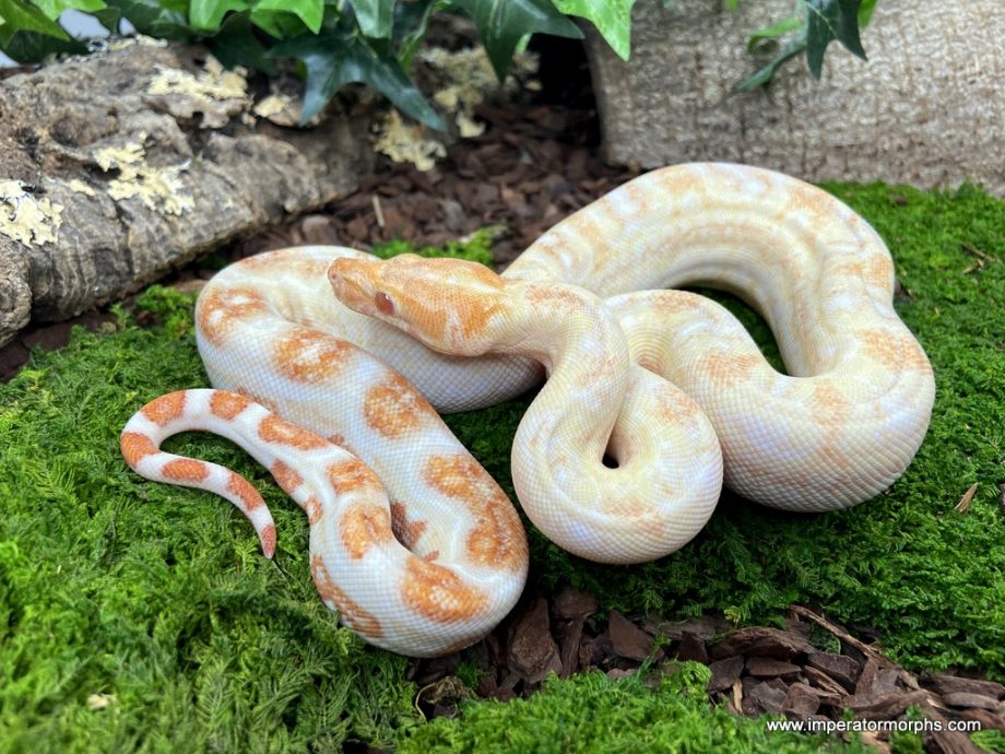 Albino Leopard – imperatormorphs