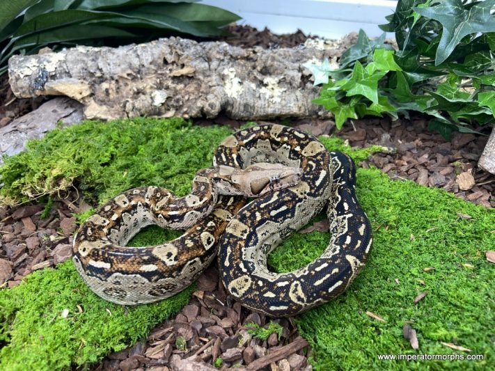 Aztec – imperatormorphs