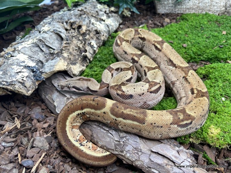 Kahl Albino – imperatormorphs