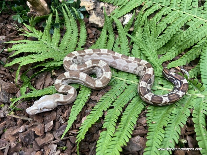 Leopard – imperatormorphs