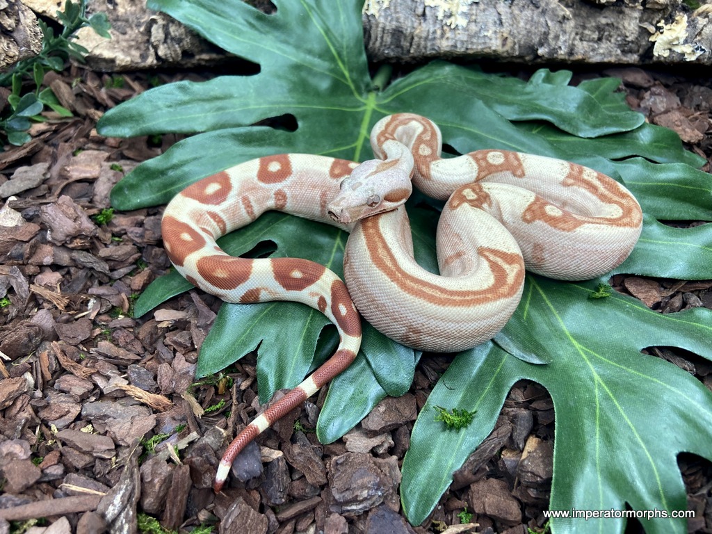 Vpi Sunglow Jungle Imperatormorphs