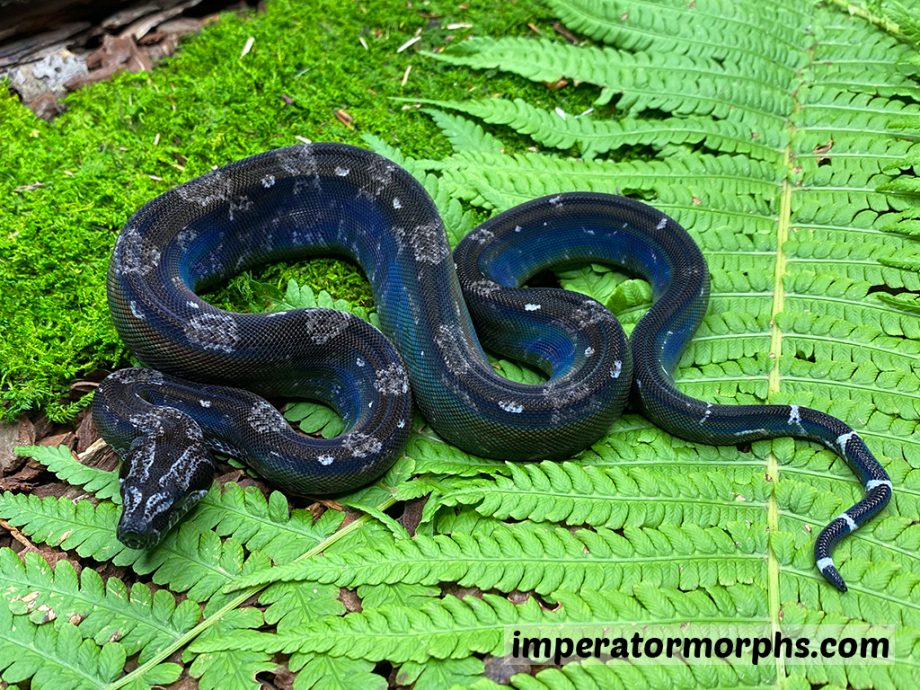 imperatormorphs