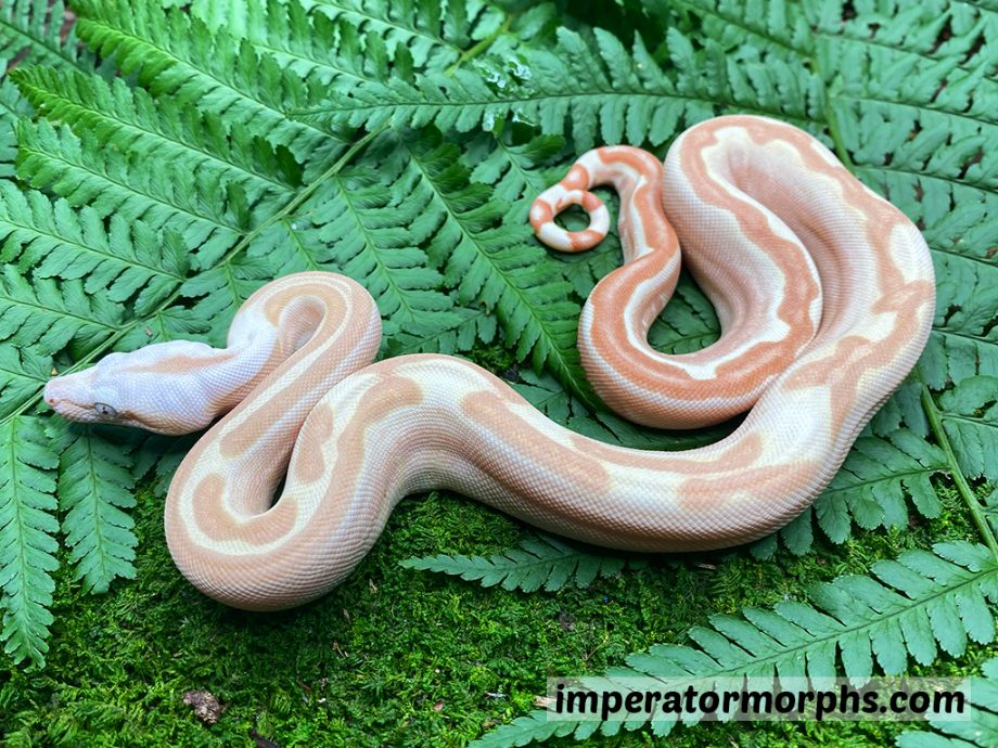 Anery – imperatormorphs