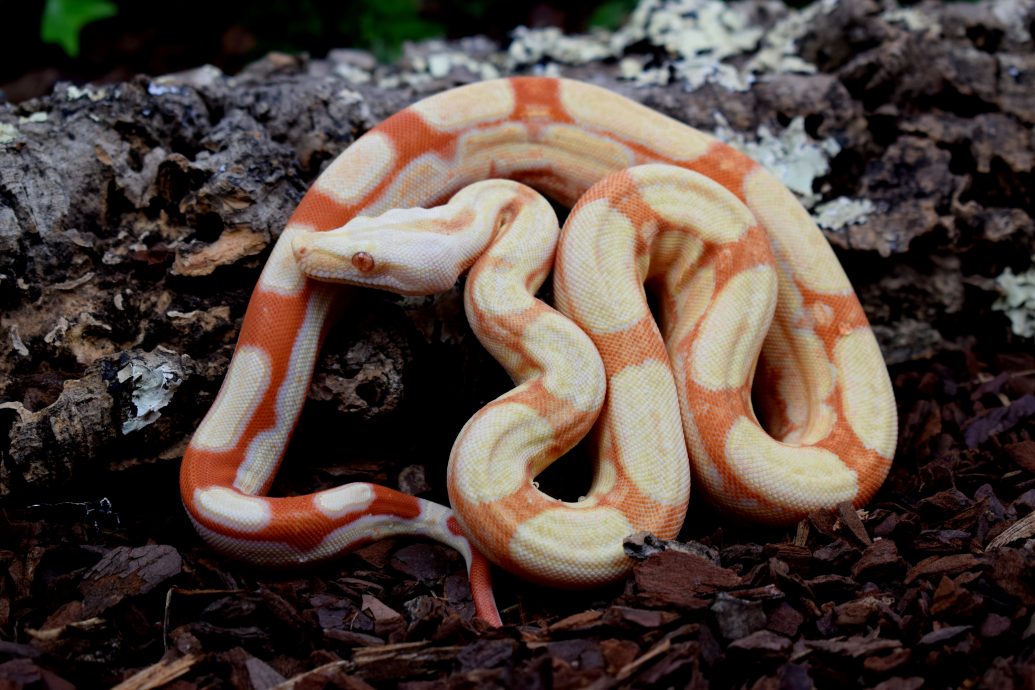 Boa morphs – imperatormorphs