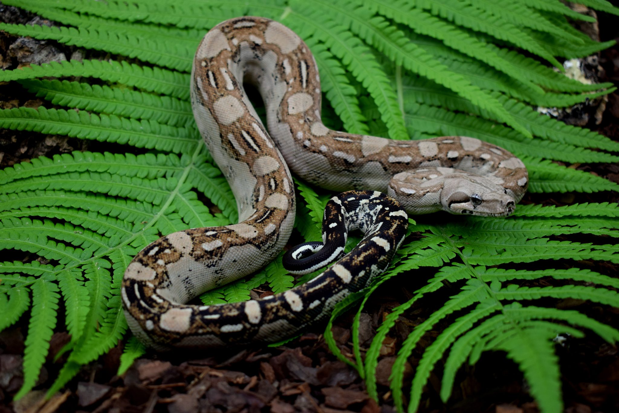 Boa morphs – imperatormorphs