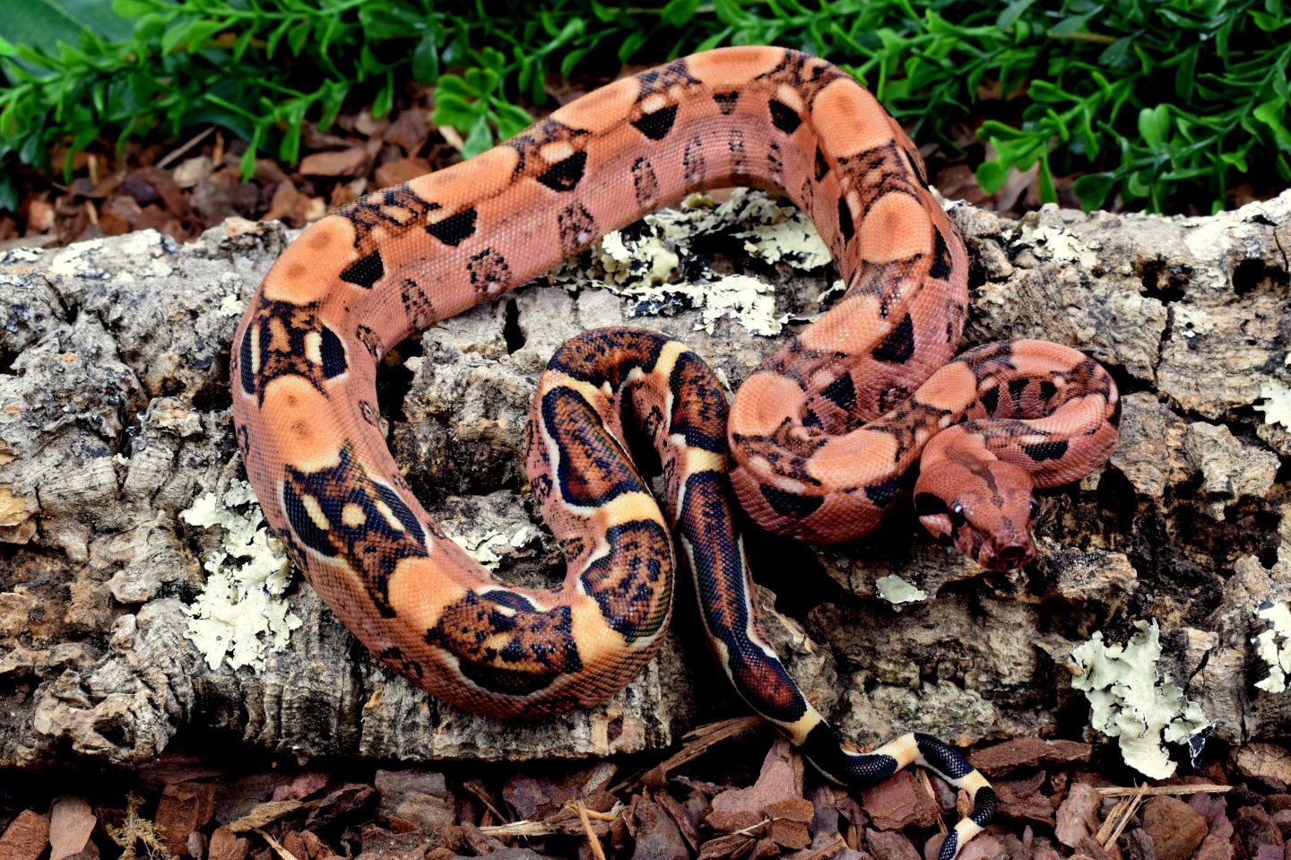 Available – imperatormorphs