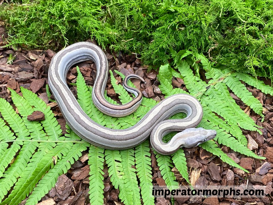 Anery – imperatormorphs