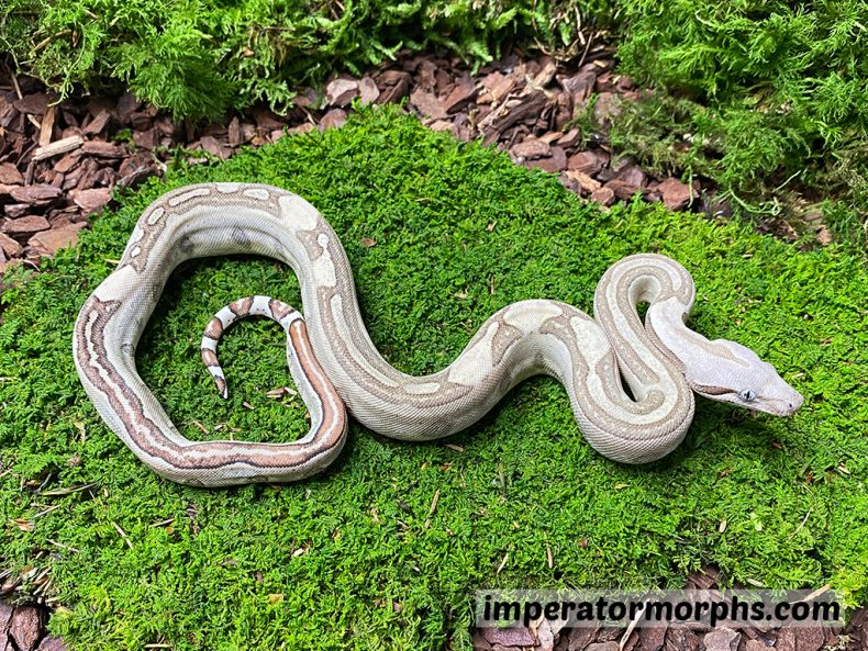 Anery – imperatormorphs