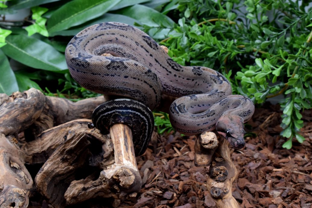 Boa morphs – imperatormorphs