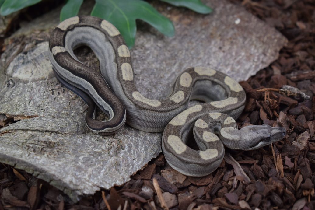 Boa morphs – imperatormorphs