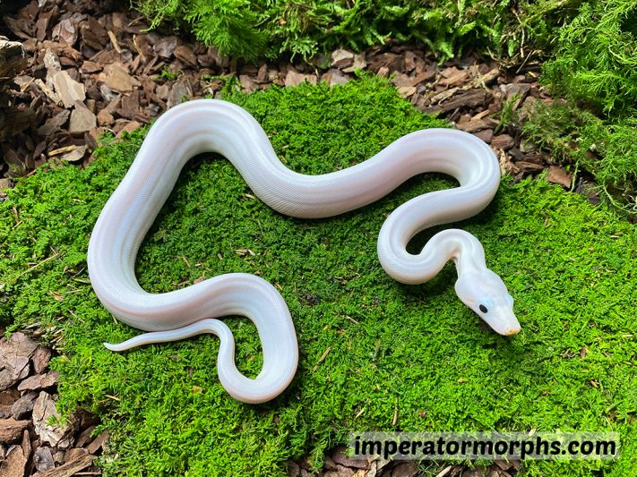 Fire / Superfire – imperatormorphs