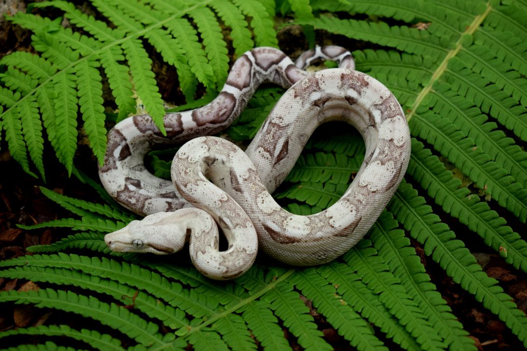 Boa morphs – imperatormorphs