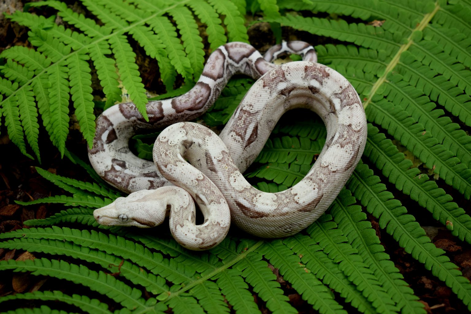 Boa morphs – imperatormorphs