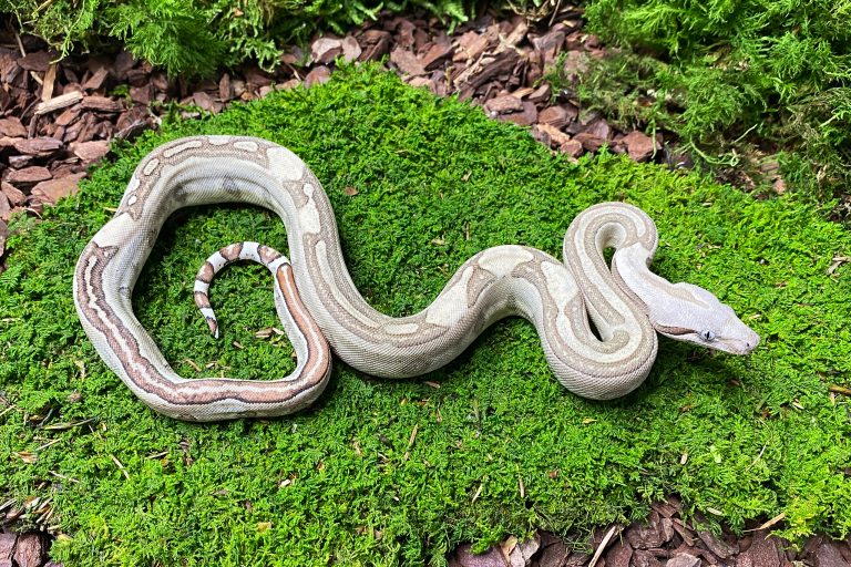 Boa morphs – imperatormorphs