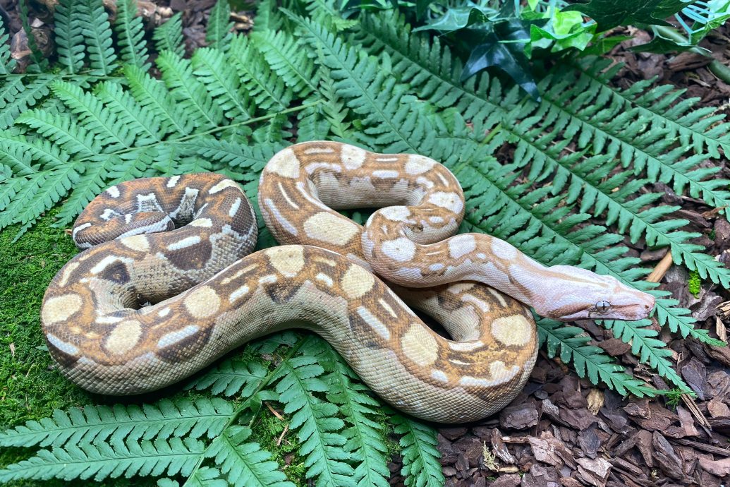 Boa morphs – imperatormorphs