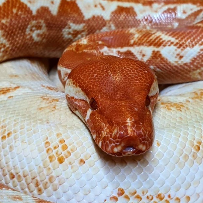 Stunning color! – imperatormorphs