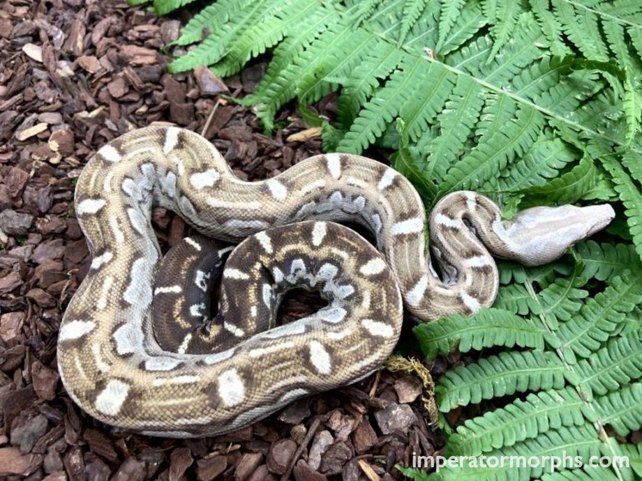 Leopard – imperatormorphs