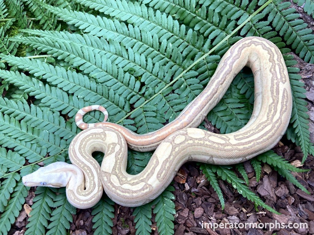 Labyrinth – imperatormorphs