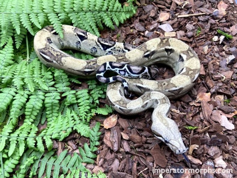 Anery – imperatormorphs