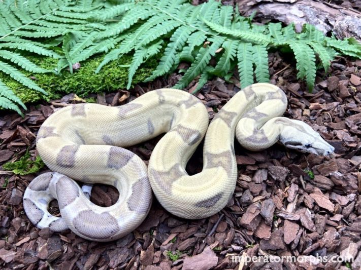 Leopard – imperatormorphs