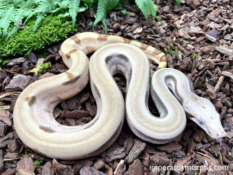 Fire / Superfire – imperatormorphs