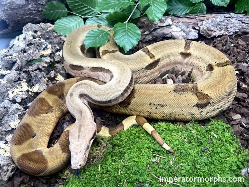 Hypo Fire – imperatormorphs