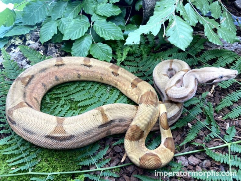 Fire / Superfire – imperatormorphs