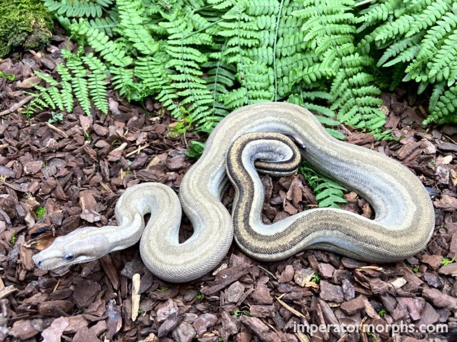 Kahl Albino – imperatormorphs