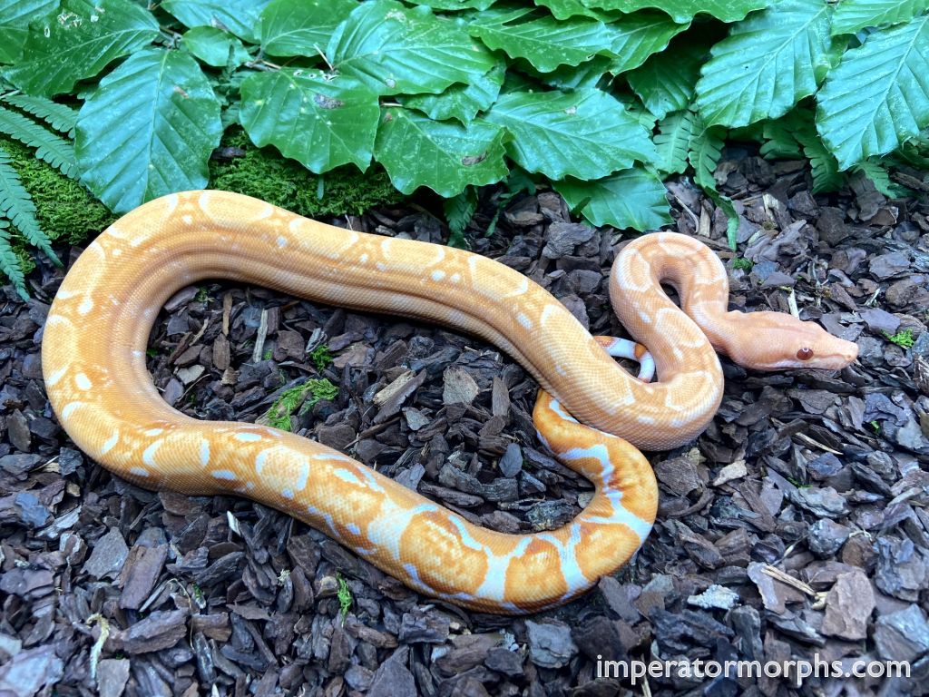 Kahl Albino – imperatormorphs