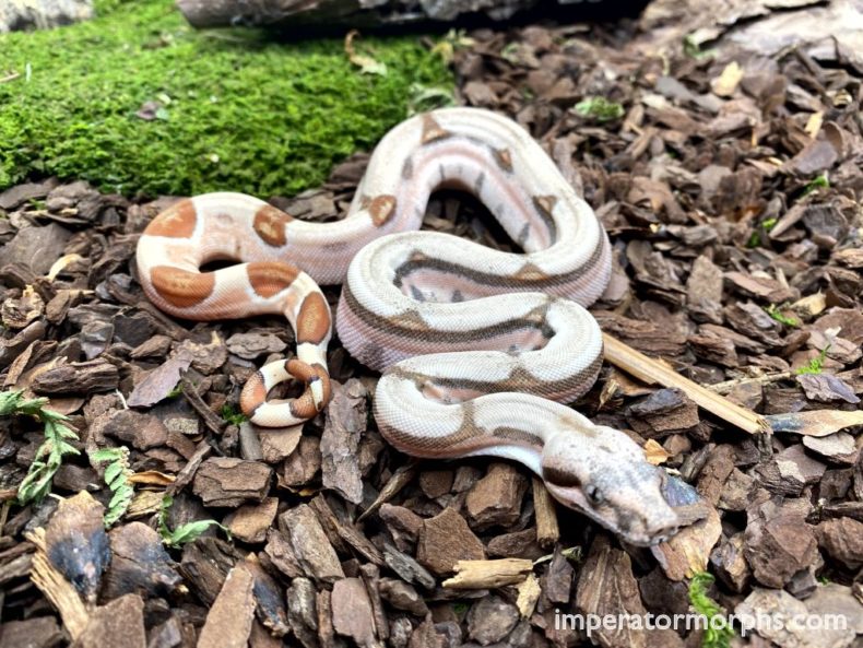 Fire / Superfire – imperatormorphs