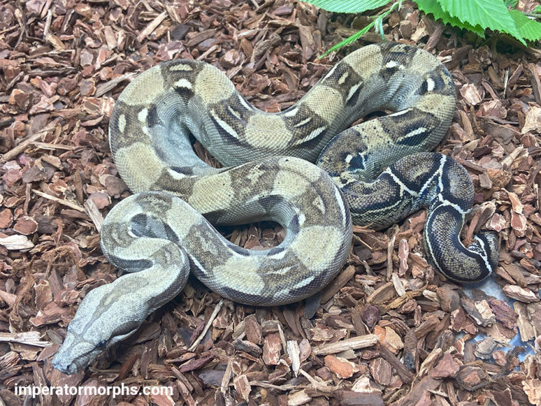 Anery – imperatormorphs