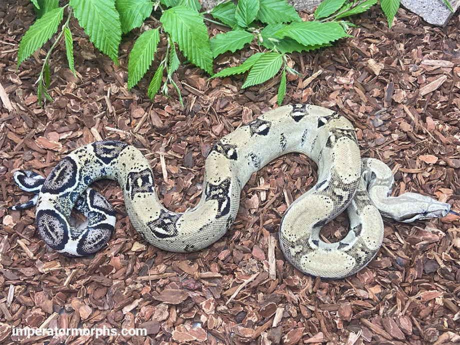 Anery – imperatormorphs