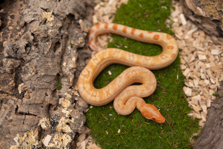 Albino Leopard 66% het Blood – imperatormorphs